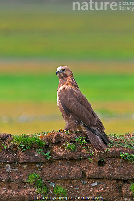 Stock photo of Upland buzzard (Buteo hemilasius) perched on wall ...