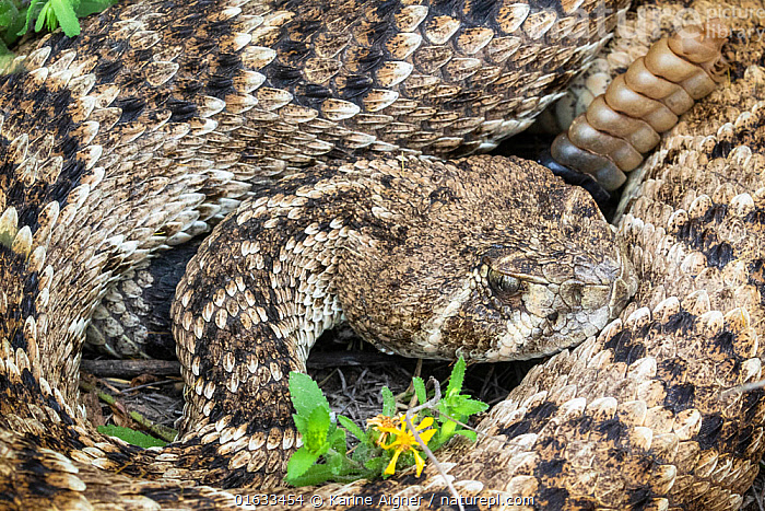 Stock photo of Western diamondback rattlesnake (Crotalus atrox) coiled ...