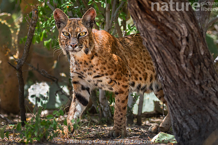 Stock photo of North American bobcat (Lynx rufus) female behind tree ...