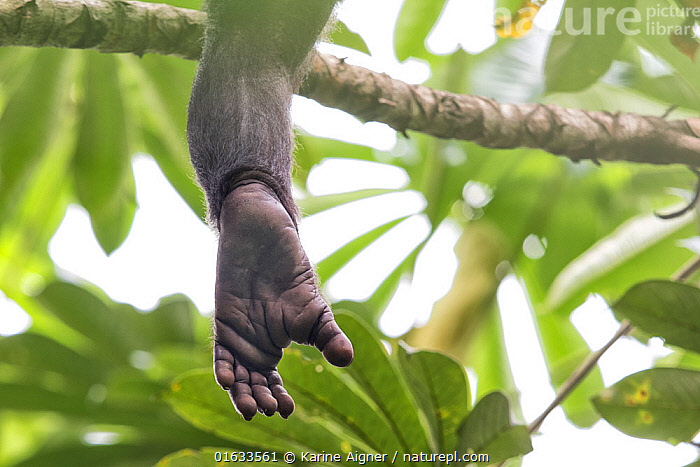 Bonobo Feet Bonobo – Wisconsin National Primate Research Center