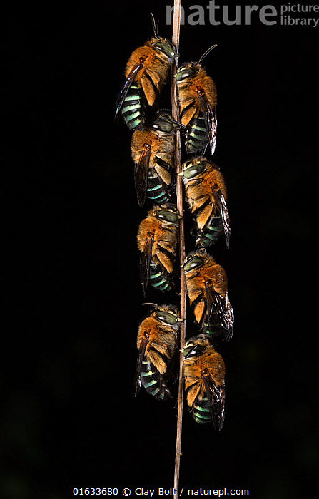 Stock photo of Blue-banded bee (Amegilla sp) males sleeping on stem ...