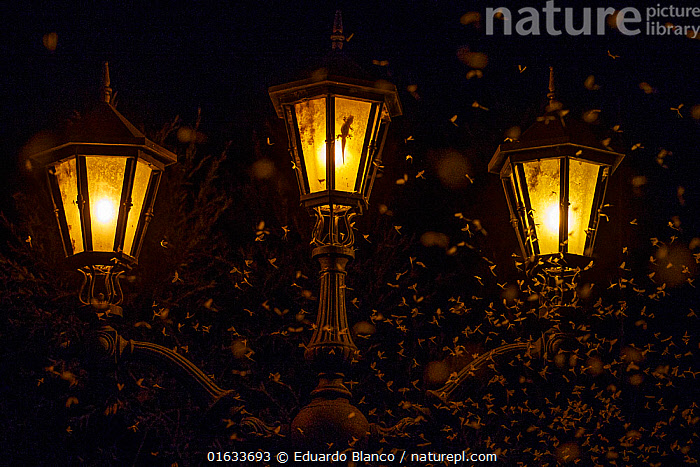 Stock photo of Pale burrower mayfly (Ephoron virgo) swarming around ...