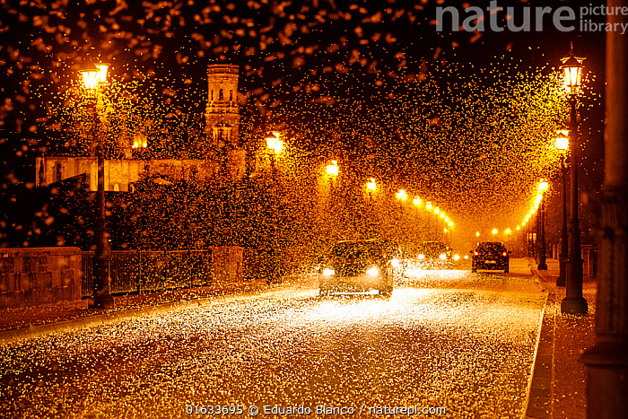 Stock photo of Pale burrower mayfly (Ephoron virgo), swarming in the ...