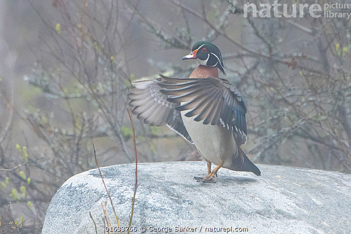 Stock photo of Wood duck (Aix sponsa) male in breeding plumage ...