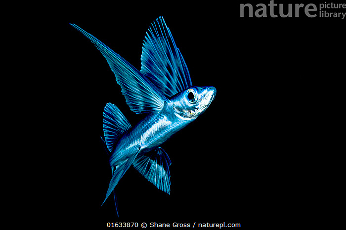 Stock photo of Flying fish (Exocoetidae) in Sargasso Sea, Atlantic ...
