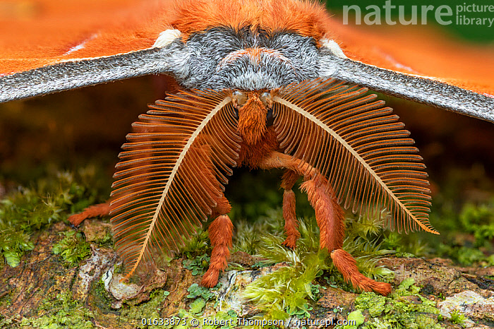 Stock photo of Tussah moth (Antheraea godmani) close-up of head and ...