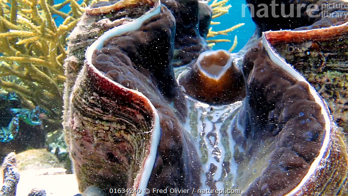 Giant Clam Siphon
