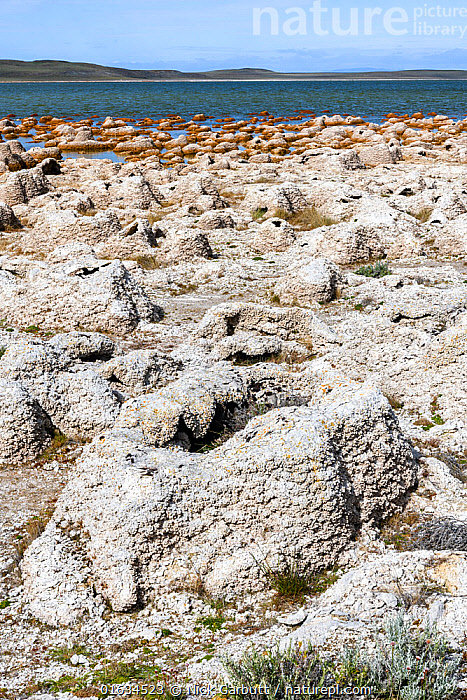 Stock photo of Thrombolites and stromatolites, layered mounds of ...