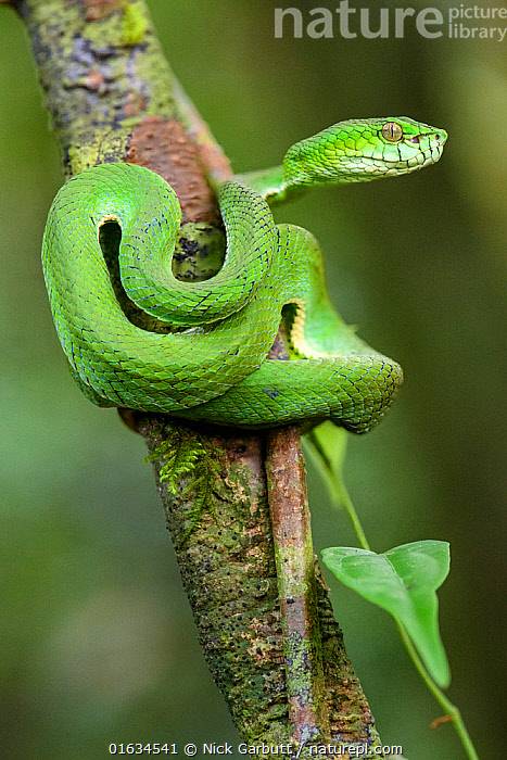 Stock photo of Sumatran pit viper (Trimeresurus sumatranus) juvenile on ...