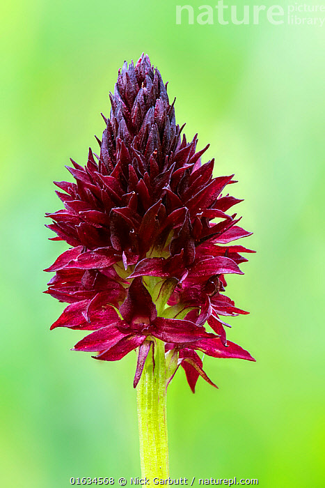 Stock photo of Black vanilla orchid (Nigritella nigra). North Tyrol ...
