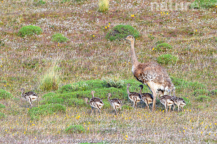 Stock photo of Lesser rhea (Rhea pennata) male and chicks in grassland ...