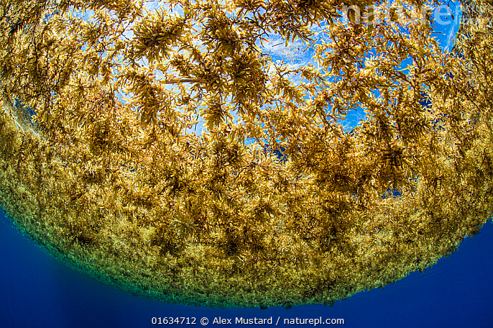 Stock photo of A raft of sargasso weed (Sargassum natans) in open ocean ...