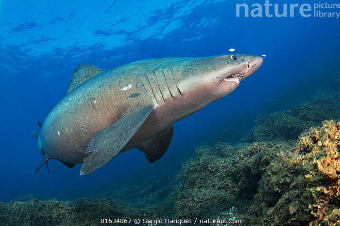 Stock photo of Smalltooth sand tiger (Odontaspis ferox) swimming over ...