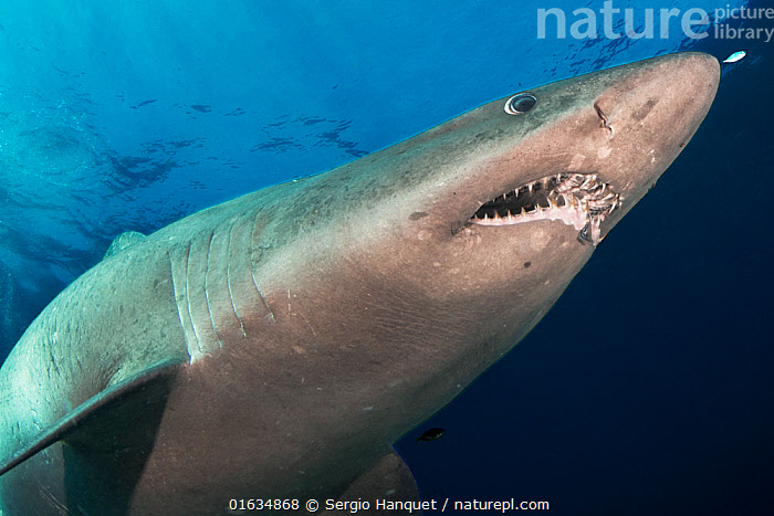 Stock photo of Smalltooth sand tiger shark (Odontaspis ferox) with open ...