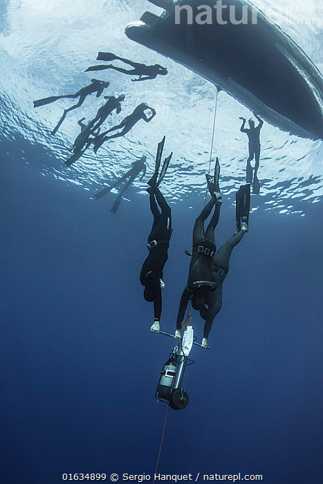 Stock photo of Three freedivers training with aid of sled, group of ...