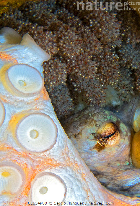 Stock photo of Common octopus (Octopus vulgaris) female laying eggs ...