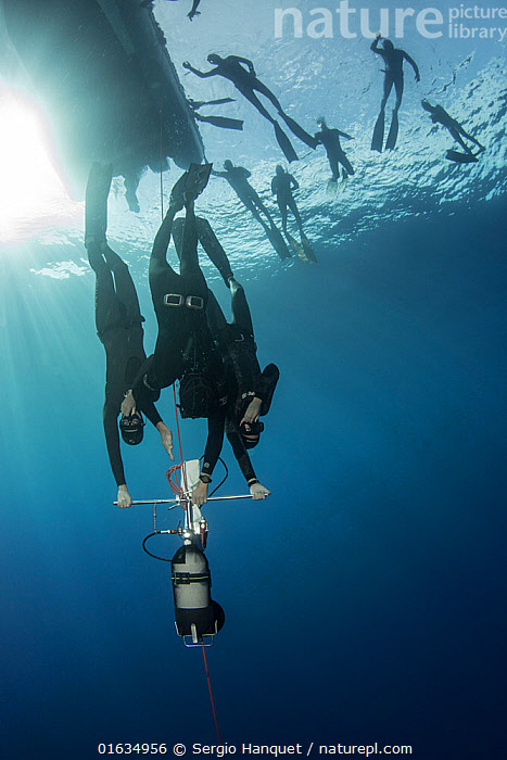 Stock photo of Divers learning to freedive with sled, more divers at ...