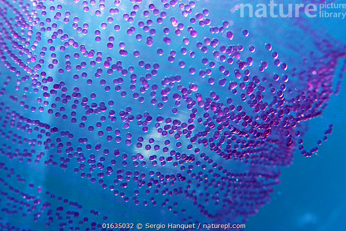 Stock photo of Diamondback squid (Thysanoteuthis rhombus) eggs ...