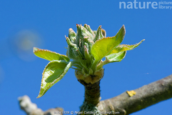Stock photo of Apple (Malus domestica) bud burst, flower buds opening ...