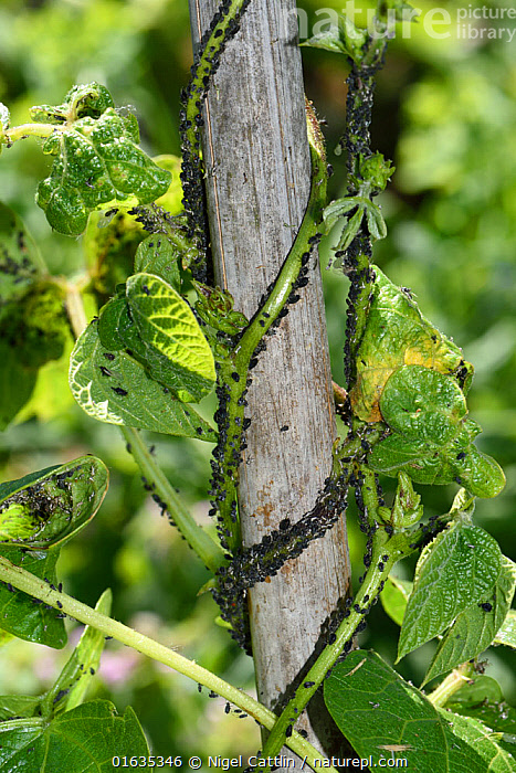 Stock photo of Black bean aphid (Aphis fabae) infestation on Runner ...