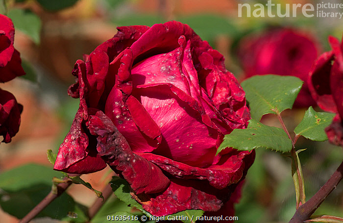 Stock photo of Grey mould (Botrytis cinerea) spotting lesions on Rose ...