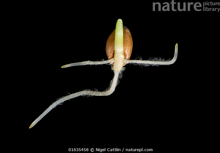Stock photo of Winter wheat (Triticum aestivum) seed germinating with ...