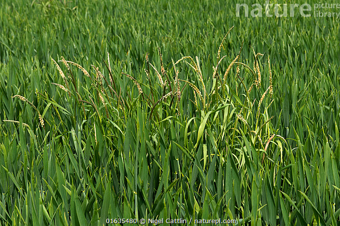 Stock photo of Black grass (Alopecurus myosuroides) growing as ...