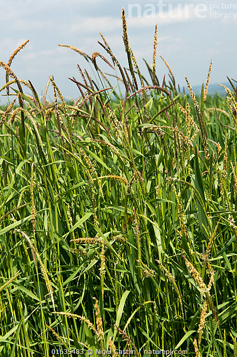 Stock photo of Black grass (Alopecurus myosuroides) growing as ...