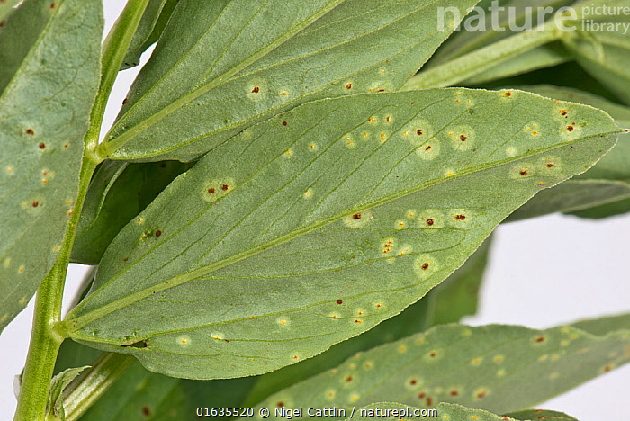 Uromyces Viciae Fabae Uromyces Viciae Fabae (rust Of Broad Bean)