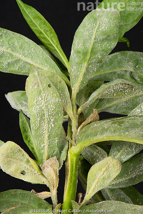 Stock photo of Powdery mildew (Erysiphales) developing on Sweet William ...