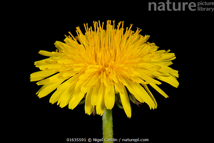 Stock photo of Dandelion (Taraxacum officinale) with disk and ray ...