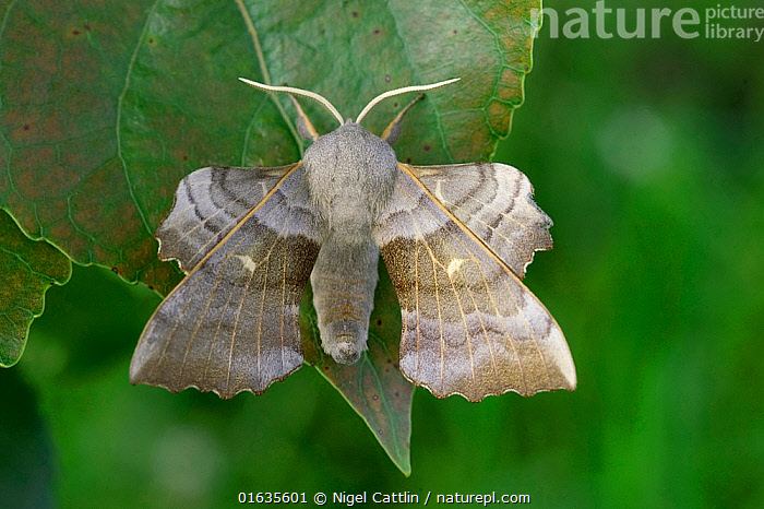 Stock photo of Poplar hawk moth (Laothoe populi) resting on Poplar ...