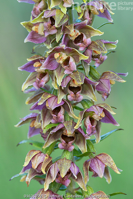 Stock photo of Broad-leaved helleborine (Epipactis helleborine). Klein ...
