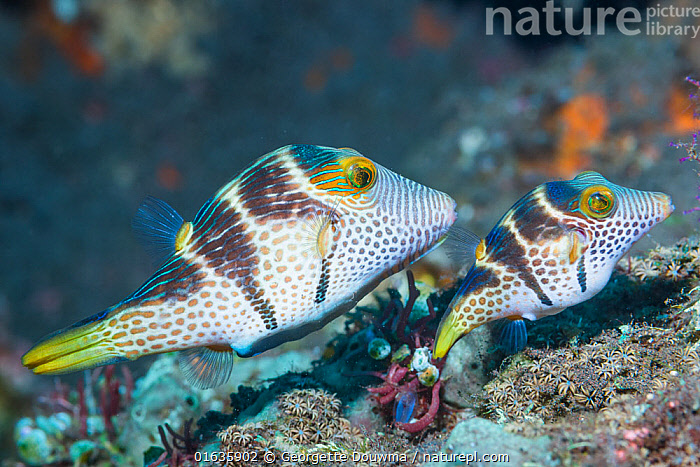 Stock photo of Valentini's sharp nosed puffer or Black-saddled toby ...
