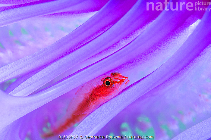Stock photo of Translucent coral goby (Bryaninops erythrops) in Seapen ...