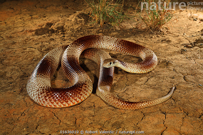 Stock photo of Speckled brown snake (Pseudonaja guttata) from Avon ...