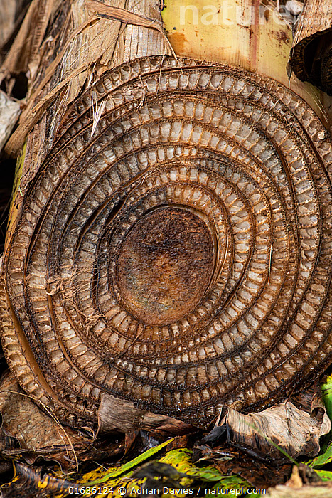Stock photo of Banana (Musa sp) cut section through stem. Costa Rica ...