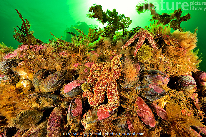 Stock photo of Reef covered with Clams (Mesodesma arctatum) and Common ...