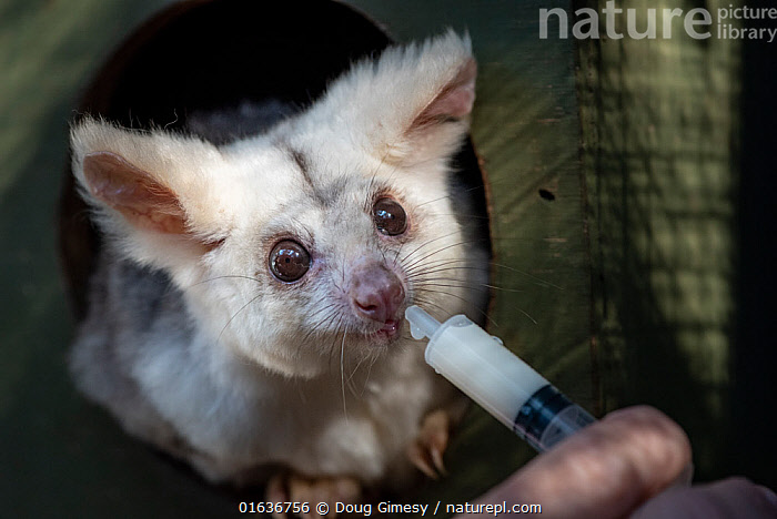 Stock photo of Portrait of a female Greater glider (Petauroides volans ...