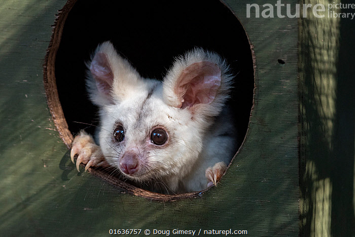 Stock photo of Portrait of a female Greater glider (Petauroides volans ...