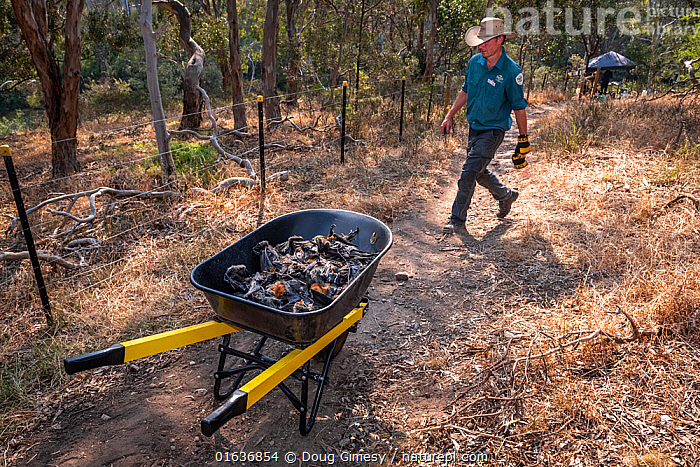 Stock photo of Park Ranger and Grey-headed Flying-fox Project Officer ...