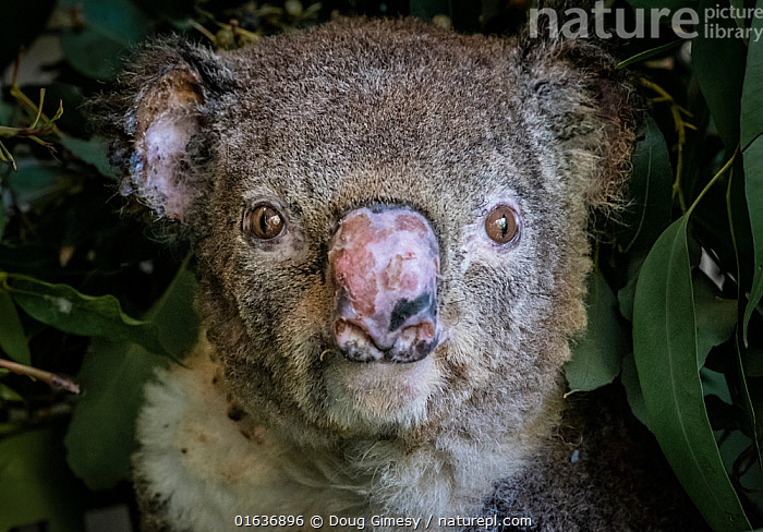 Koala Nose