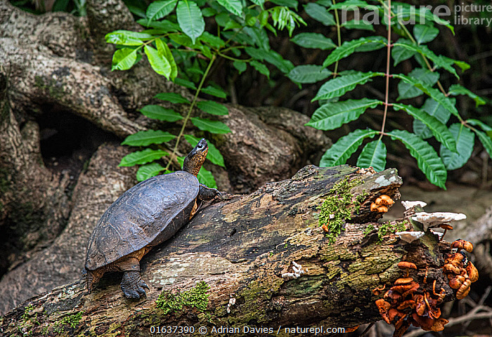 Stock photo of Black river turtle (Rhinoclemmys funerea) Costa Rica ...