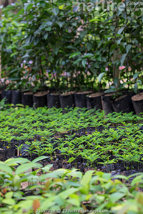Stock photo of Tree saplings and seedlings for reforestation project ...