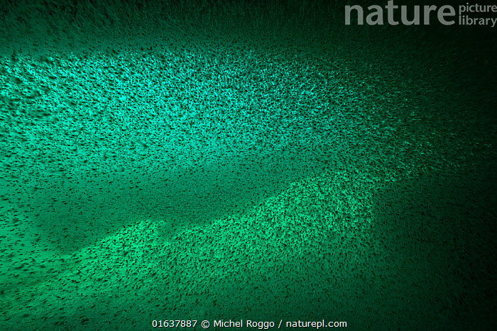 Stock photo of Dense swarm of shrimp-like crustaceans, of several ...