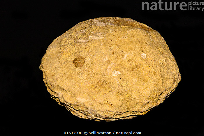 Stock photo of Favosites gothlandicus, a Silurian Tabulate fossil ...