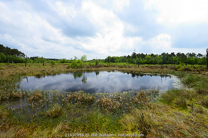Stock photo of Oligotrophic pool at Chartley Moss schwingmoor or ...