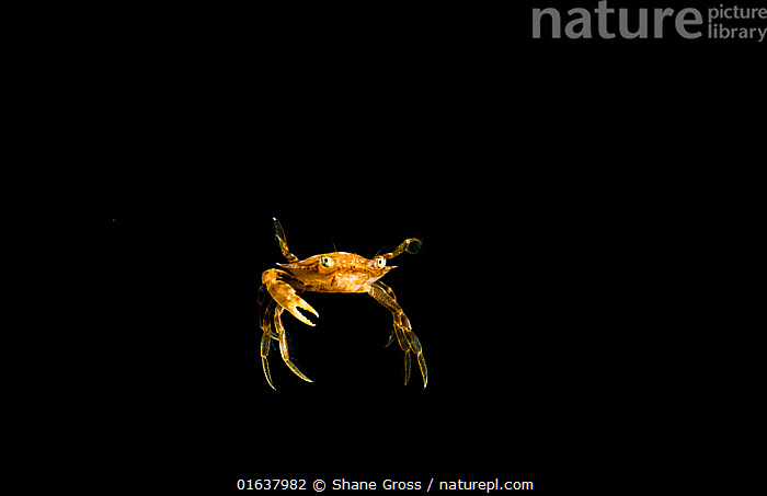 Stock photo of Sargassum swimming crab (Portunus sayi) at night in the ...