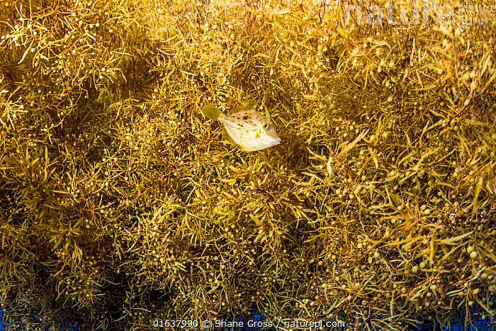 Stock photo of A Planehead filefish (Stephanolepis hispidus) takes ...