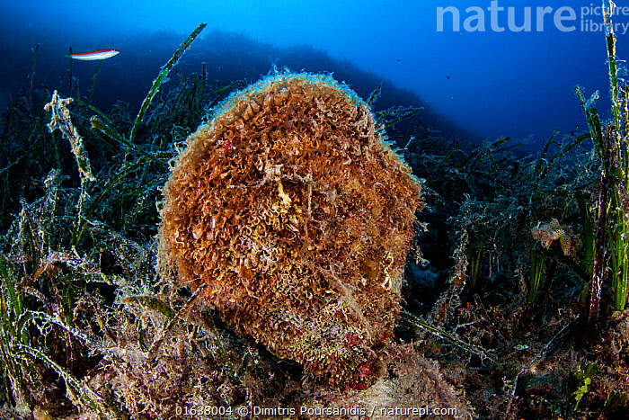 Stock photo of A noble pen shell (Pinna nobilis) at a depth of 35 ...
